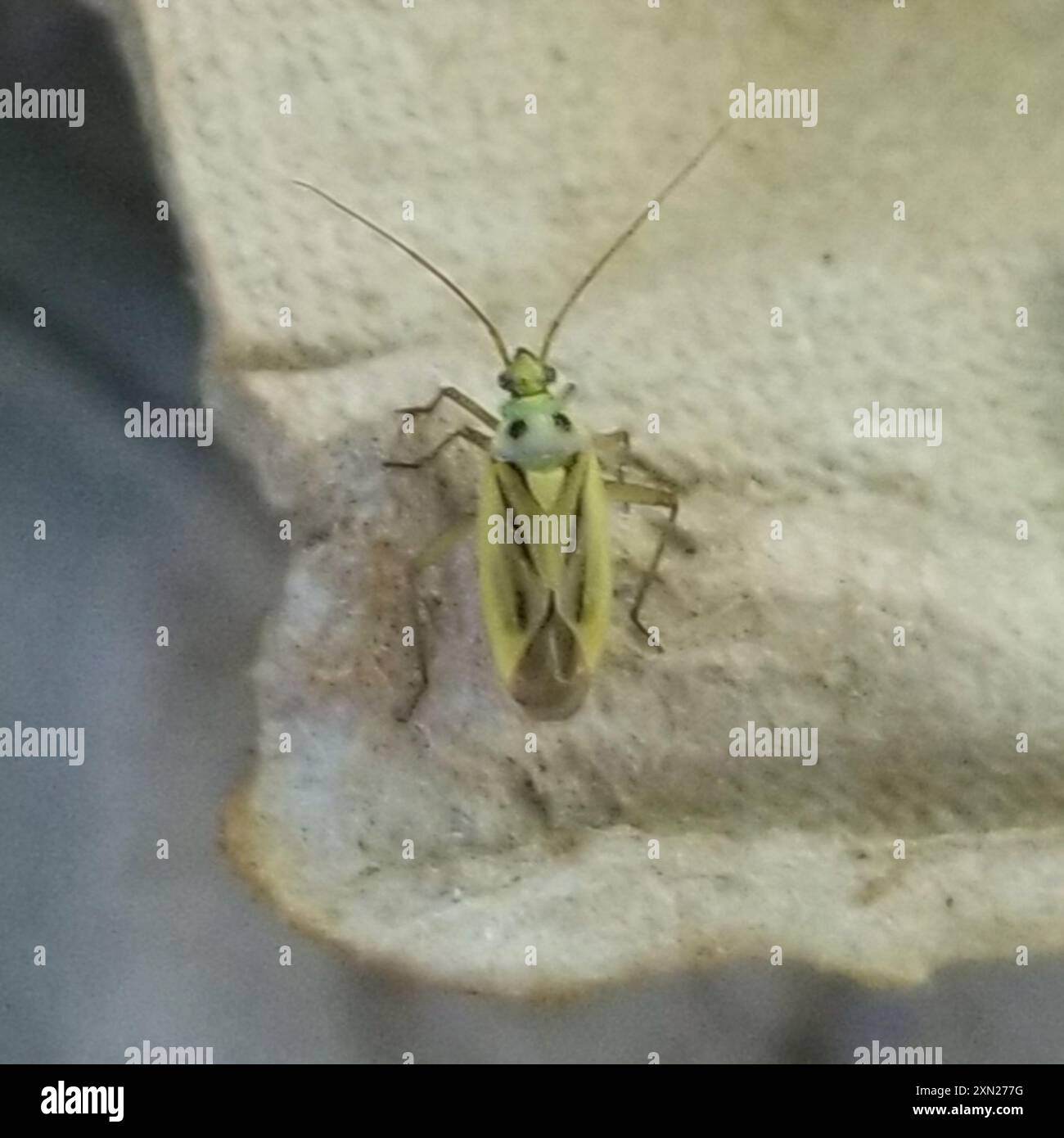 Two-spotted Grass Bug (Stenotus binotatus) Insecta Stock Photo - Alamy
