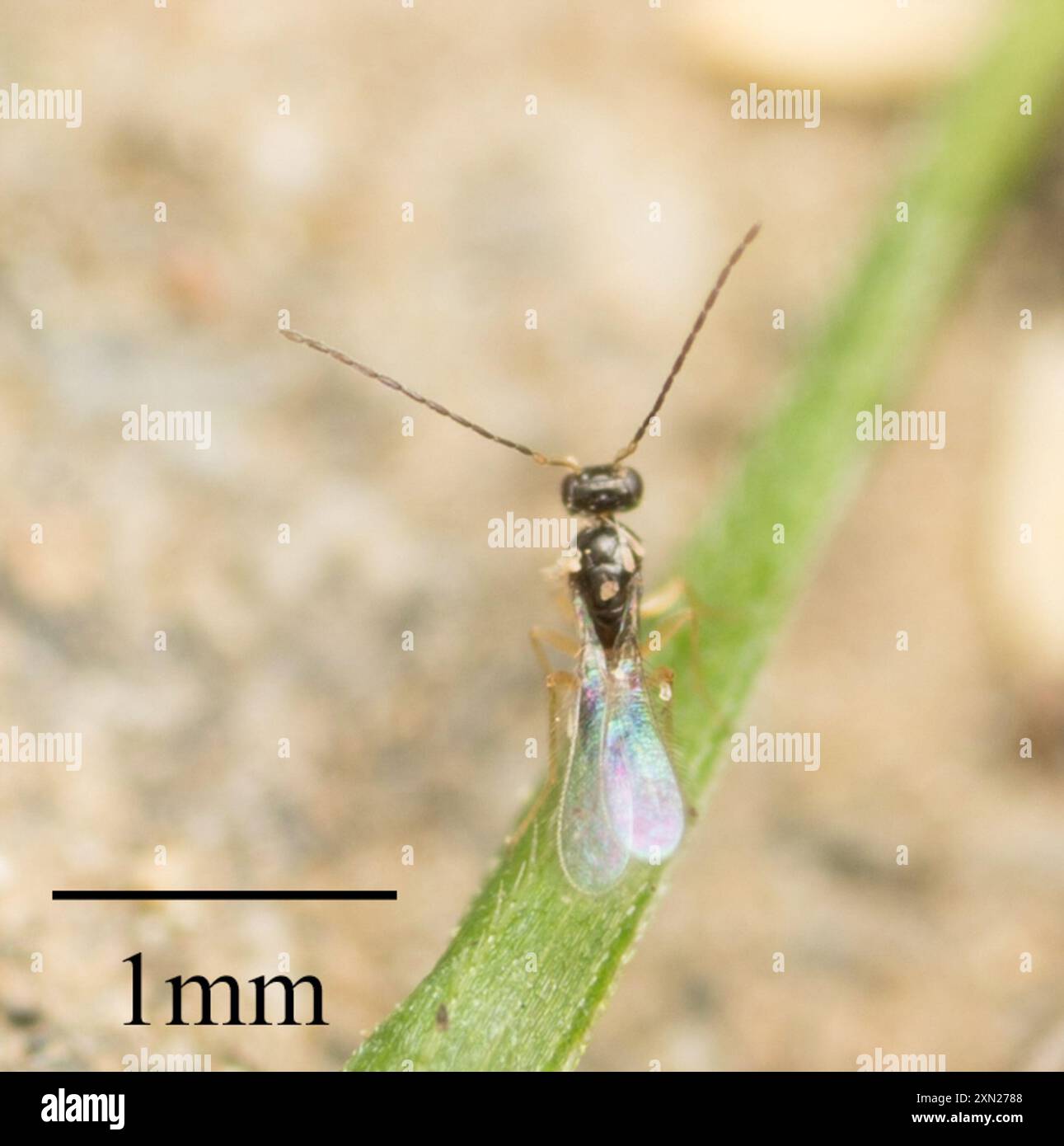 Fairy Wasps (Mymaridae) Insecta Stock Photo - Alamy