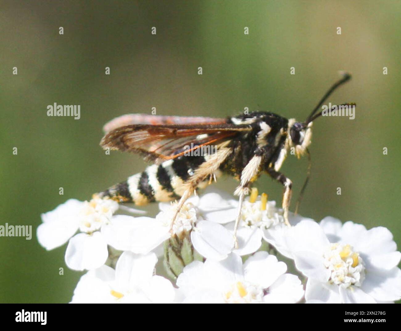 Fireweed Clearwing Moth (Albuna pyramidalis) Insecta Stock Photo - Alamy