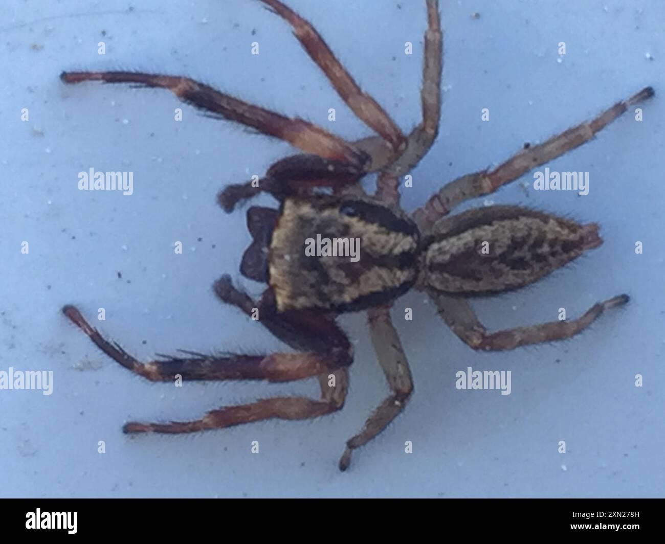 Golden brown jumping spider hi-res stock photography and images - Alamy