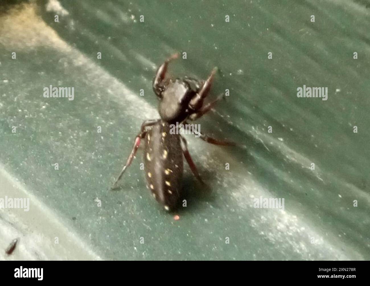 Ribbon Jumping Spider (Metacyrba taeniola) Arachnida Stock Photo - Alamy