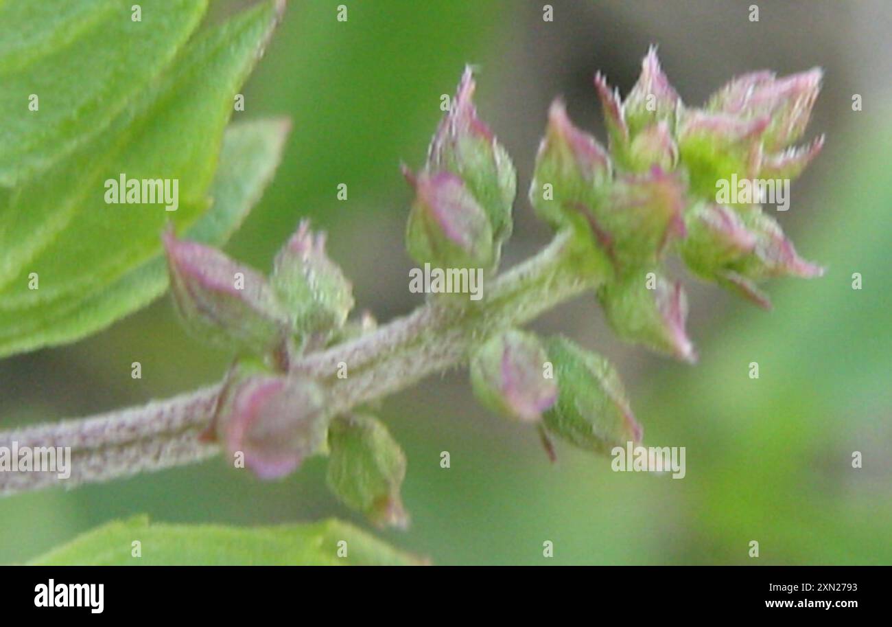 Purple Piccadill (Orthosiphon schimperi) Plantae Stock Photo - Alamy