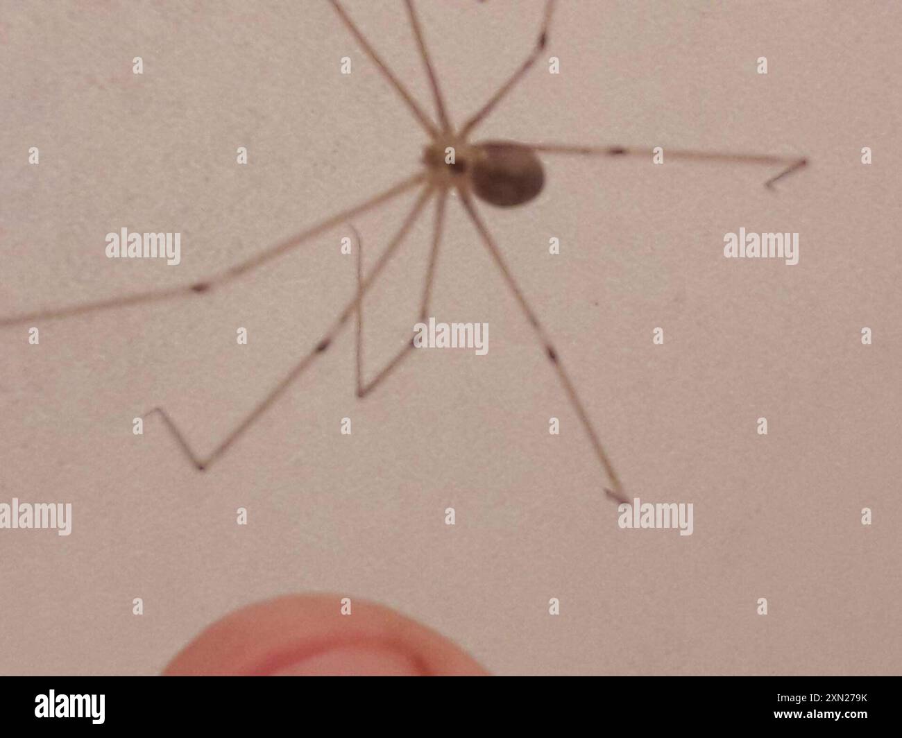 Long-bodied Cellar Spider (Pholcus phalangioides) Arachnida Stock Photo ...