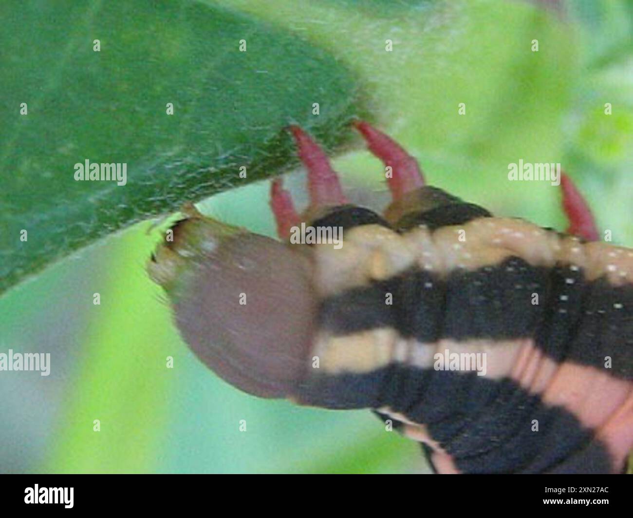 Vine Hawkmoth (Hippotion celerio) Insecta Stock Photo - Alamy