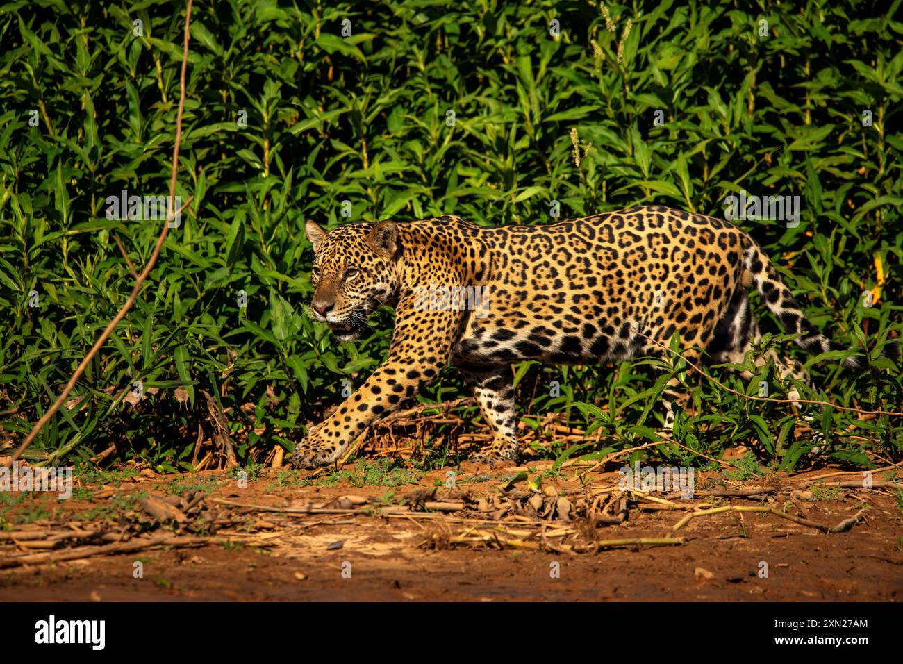 Jaguar, the biggest South American cat, Meeting of Waters Park the best ...