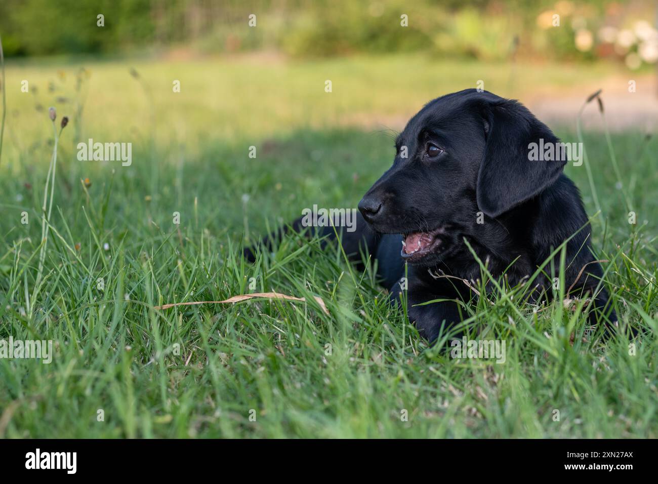 Cute portrait of an 8 week old black Labrador puppy laying down on the ...