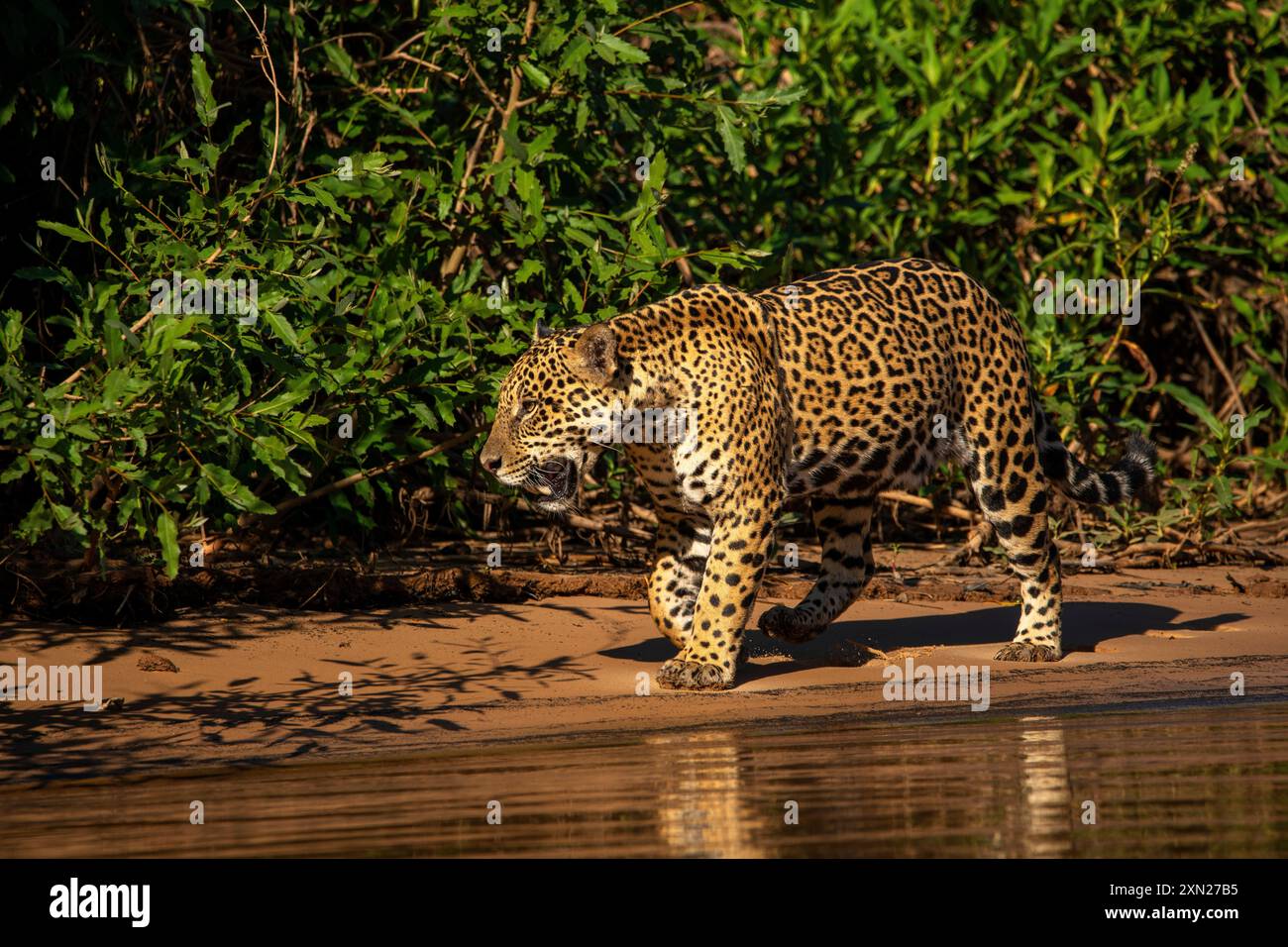 Jaguar, the biggest South American cat, Meeting of Waters Park the best ...