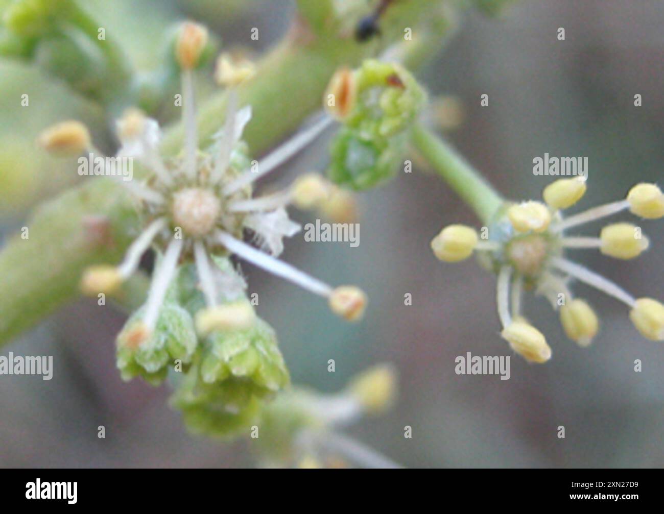 Jacket plum (Pappea capensis) Plantae Stock Photo - Alamy