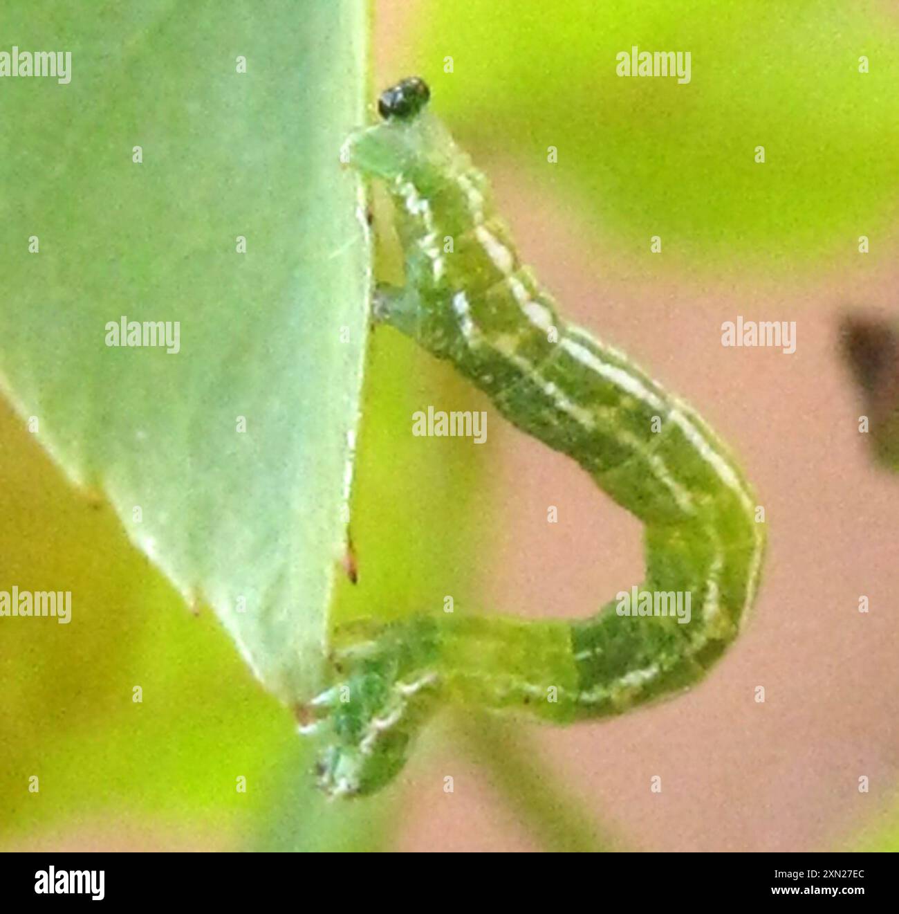 Geometer Moths (Geometridae) Insecta Stock Photo - Alamy