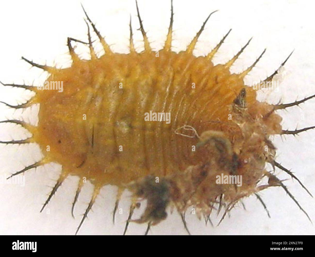 Tortoise and Hispine Beetles (Cassidinae) Insecta Stock Photo - Alamy