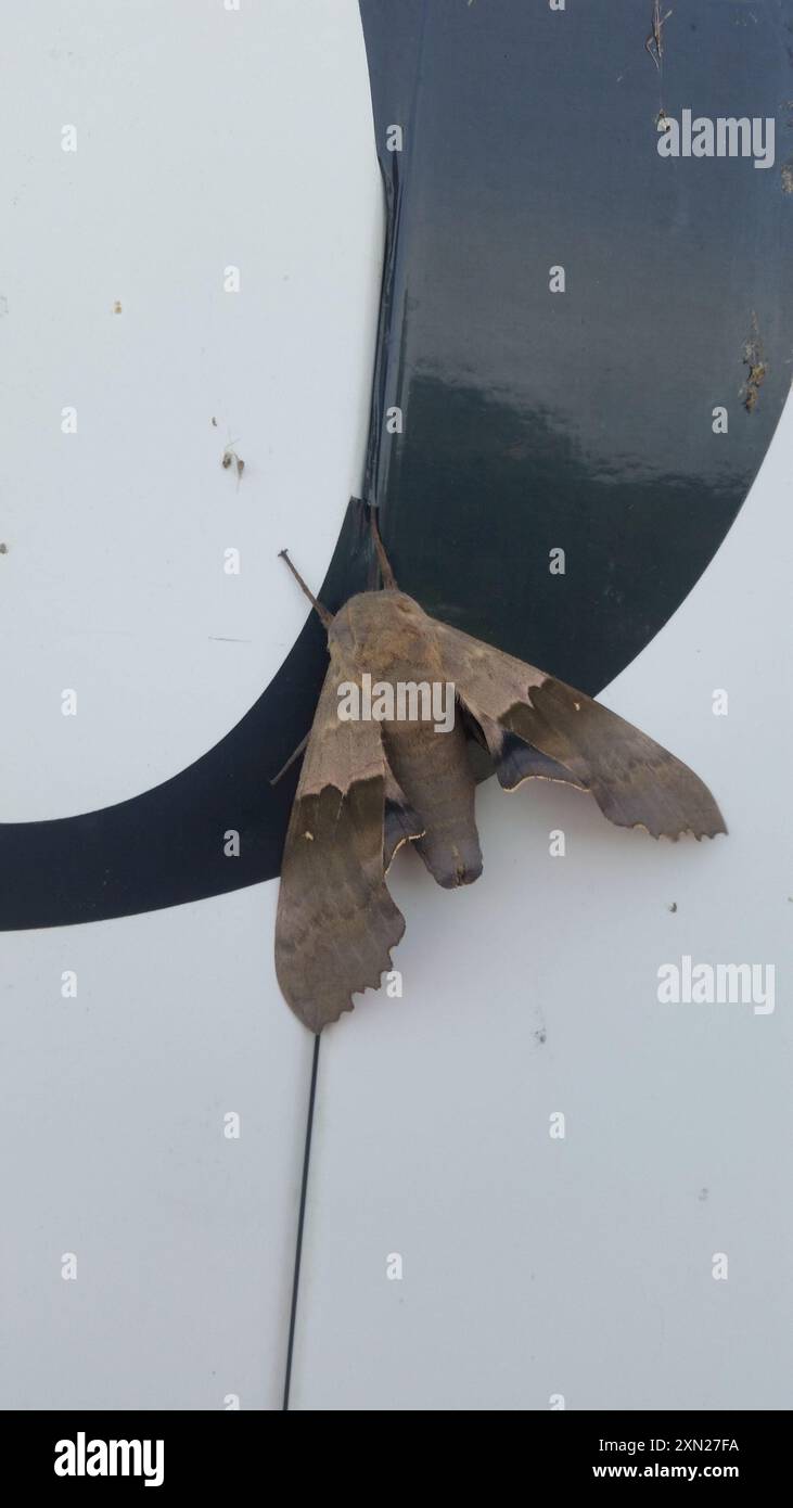 Modest Sphinx (Pachysphinx modesta) Insecta Stock Photo - Alamy