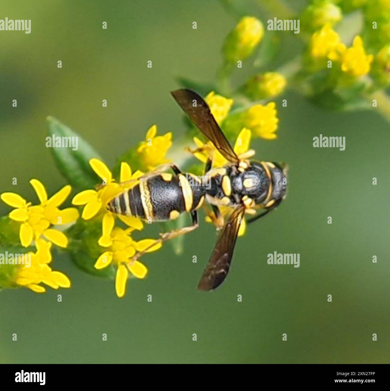 Ants, Bees, and Stinging Wasps (Aculeata) Insecta Stock Photo - Alamy