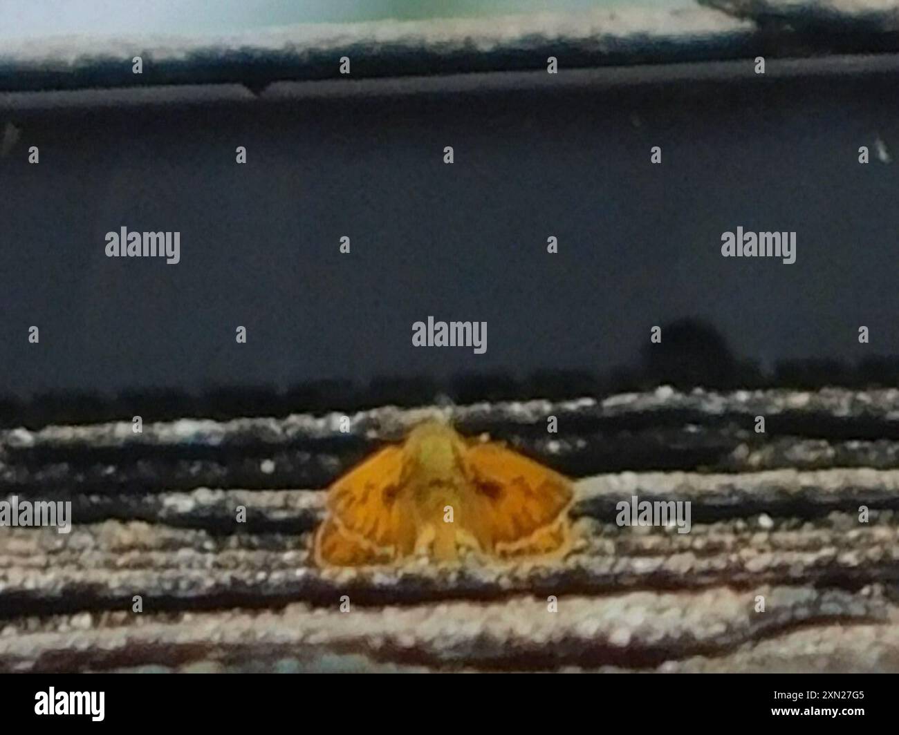 Fiery Skipper (Hylephila phyleus) Insecta Stock Photo - Alamy