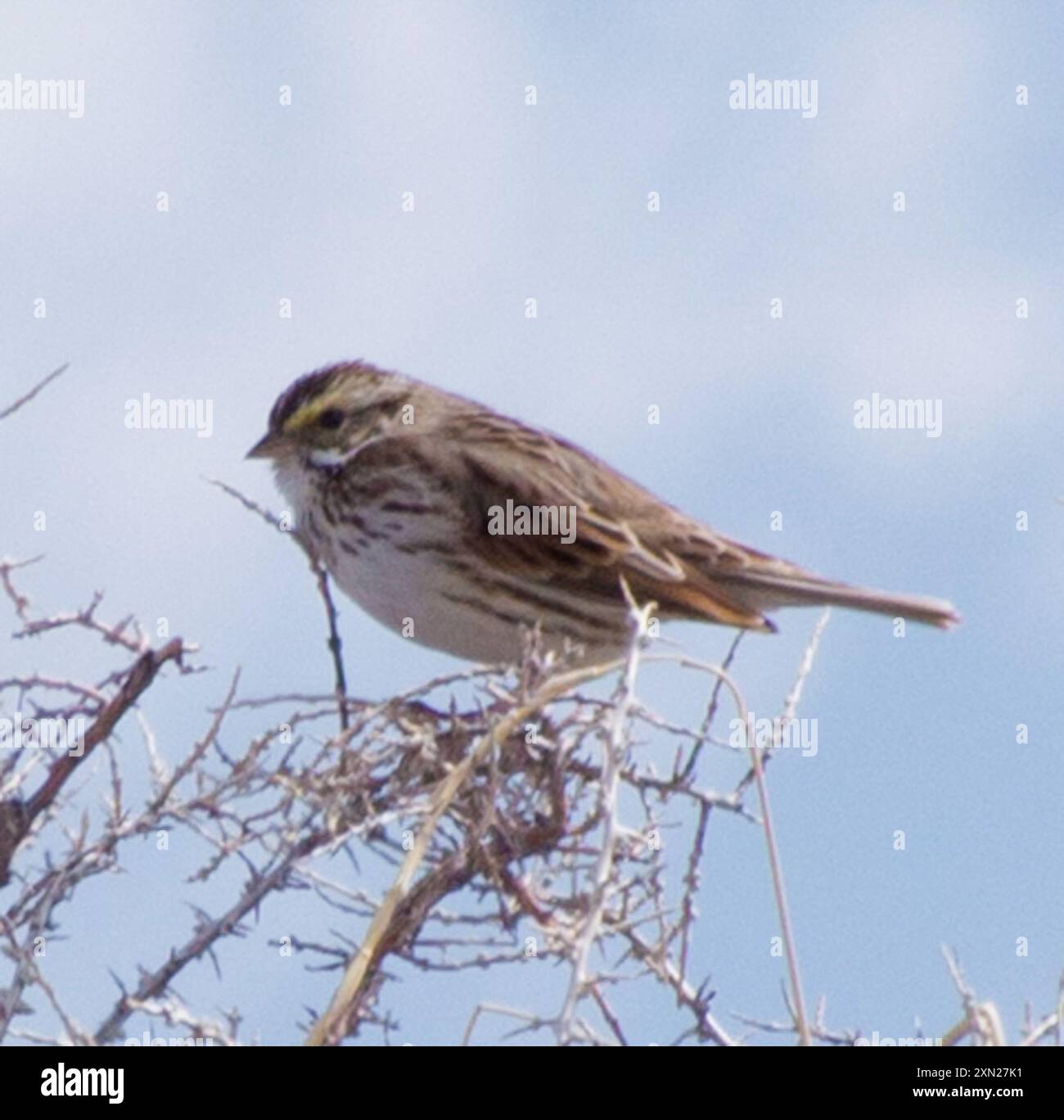 Savannah Sparrow (Passerculus sandwichensis) Aves Stock Photo - Alamy