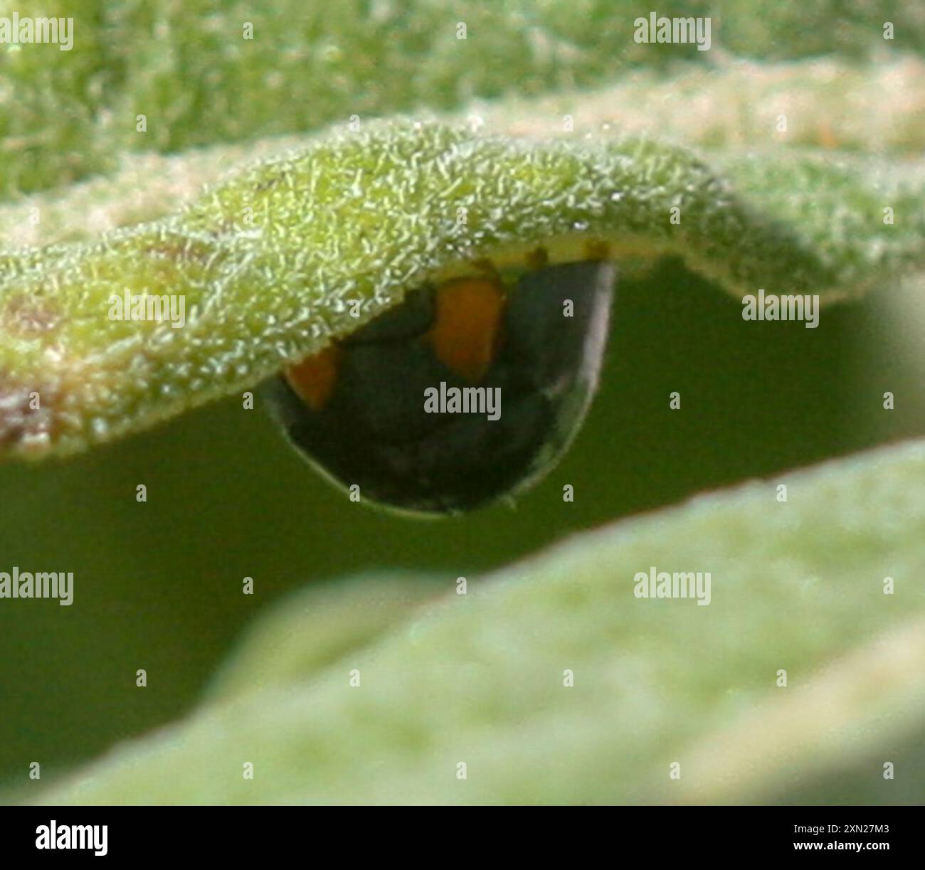 Metallic Blue Lady Beetle (Curinus coeruleus) Insecta Stock Photo - Alamy