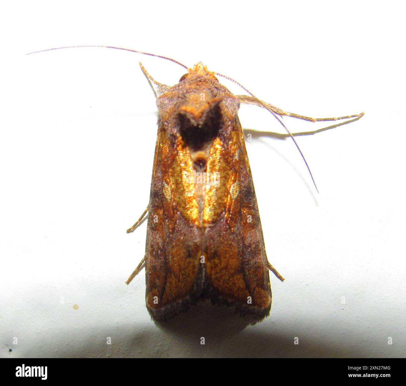 Argyrogramma verruca hi-res stock photography and images - Alamy