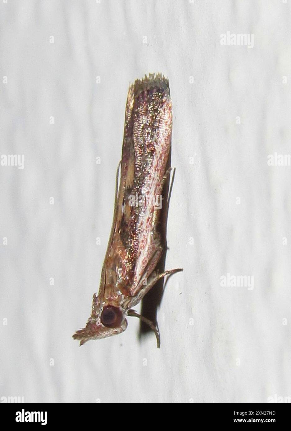 Knot-horn Moths (Phycitinae) Insecta Stock Photo - Alamy