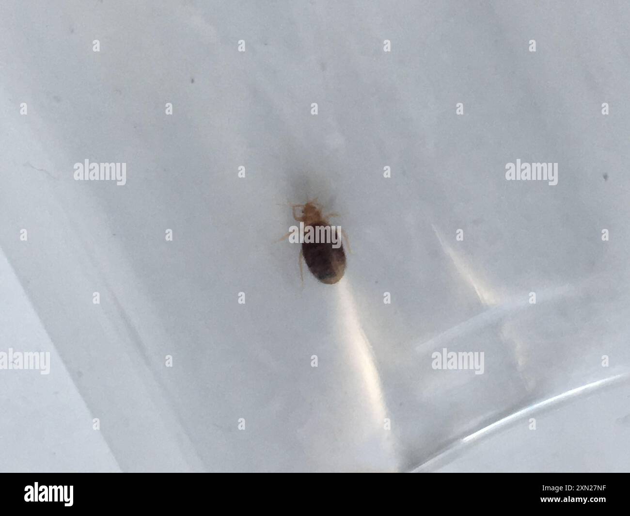 Common Bed Bug (Cimex lectularius) Insecta Stock Photo - Alamy