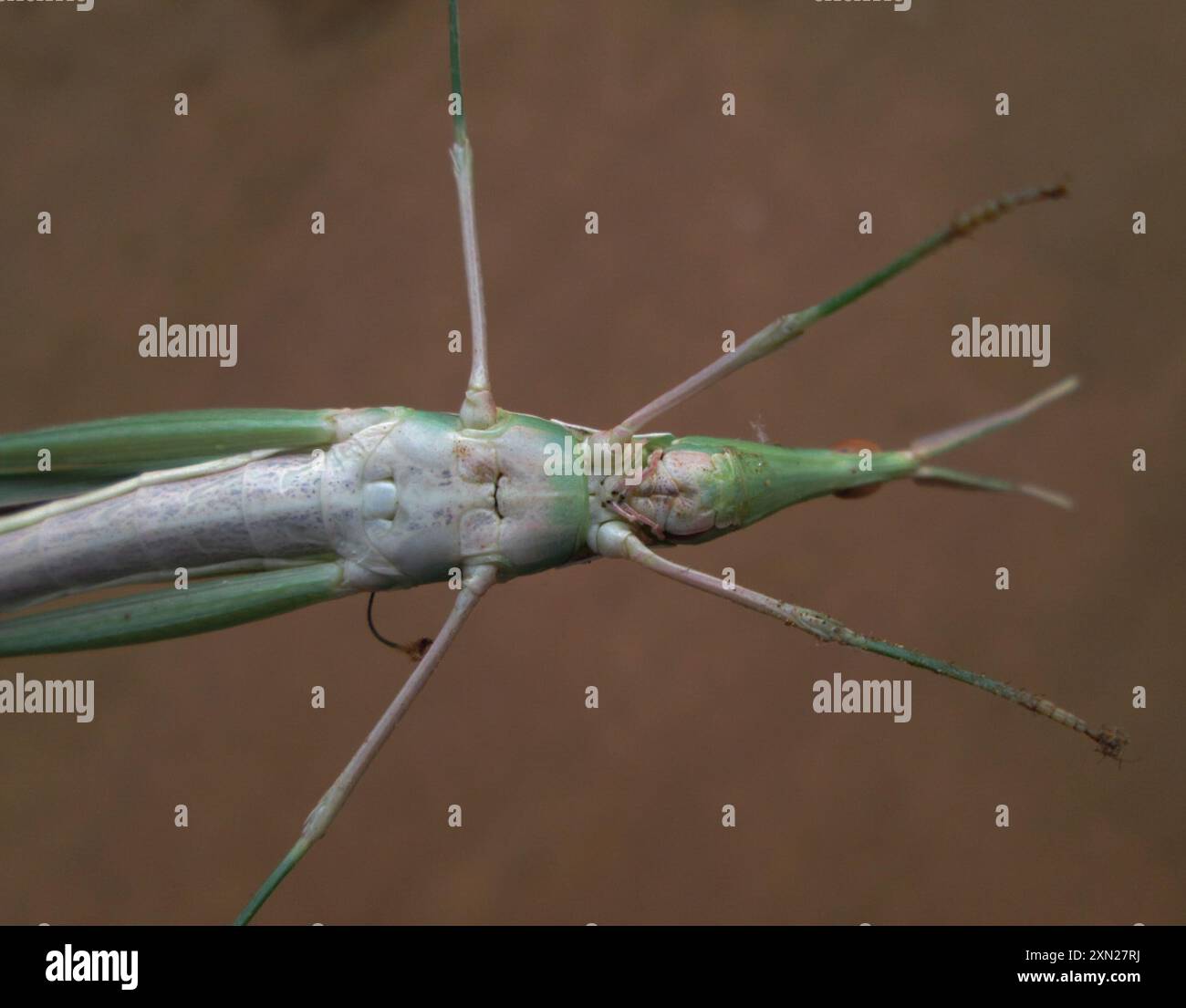 Common Stick Grasshopper (Acrida acuminata) Insecta Stock Photo - Alamy