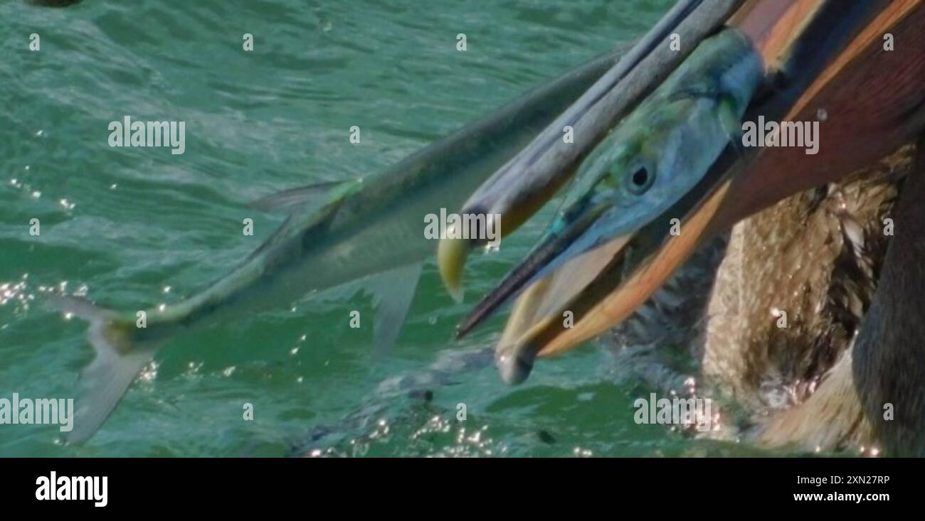 Houndfish (Tylosurus crocodilus) Actinopterygii Stock Photo - Alamy