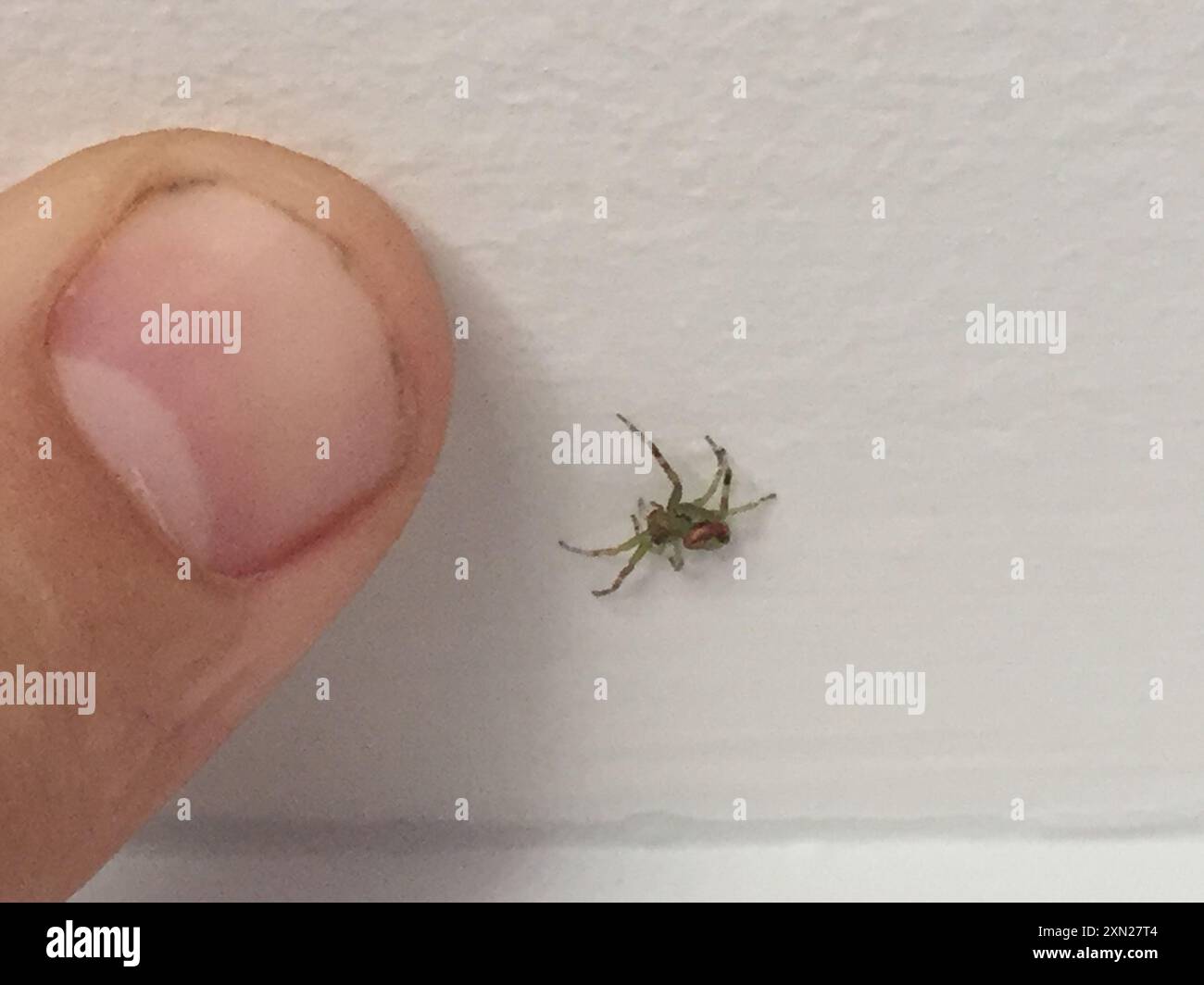 (Diaea ambara) Arachnida Stock Photo - Alamy