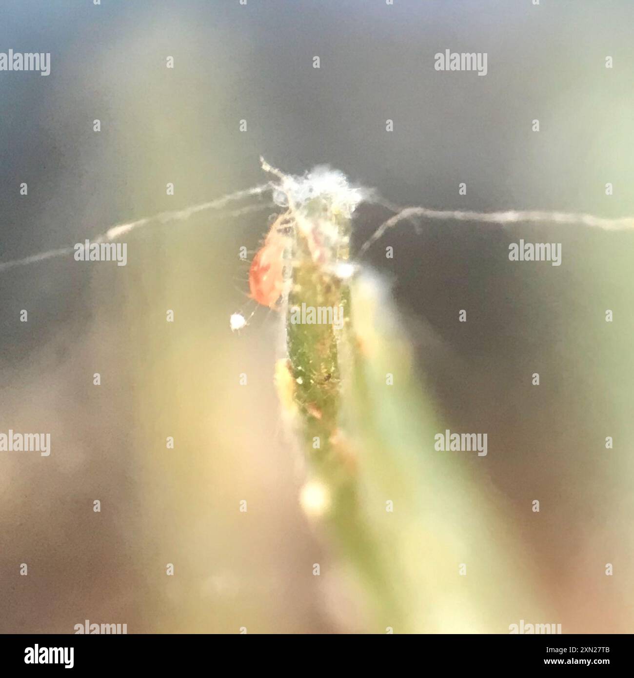 Spider Mites (Tetranychidae) Arachnida Stock Photo - Alamy