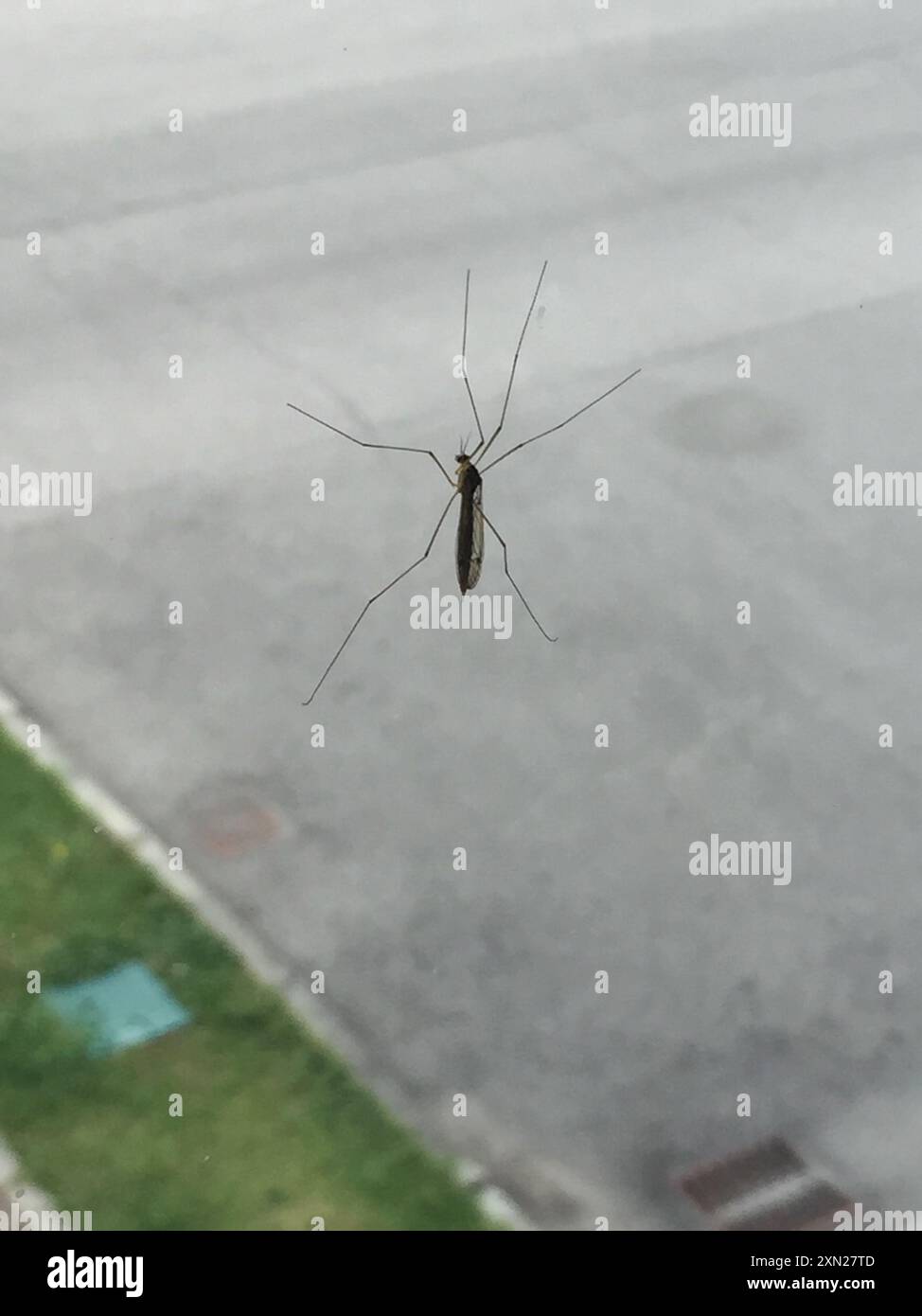 Large Crane Flies (Tipulidae) Insecta Stock Photo - Alamy