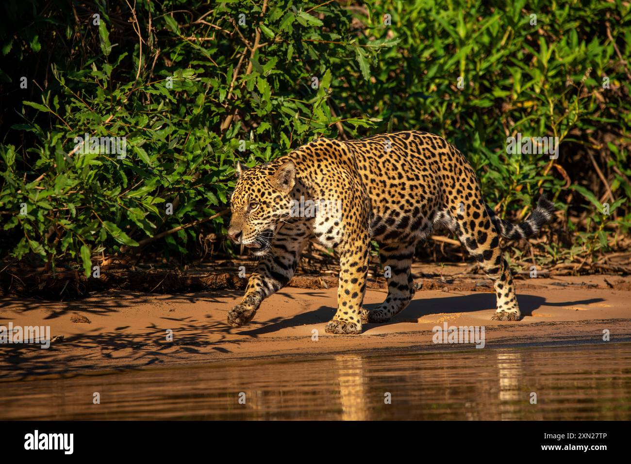 Jaguar, the biggest South American cat, Meeting of Waters Park the best ...