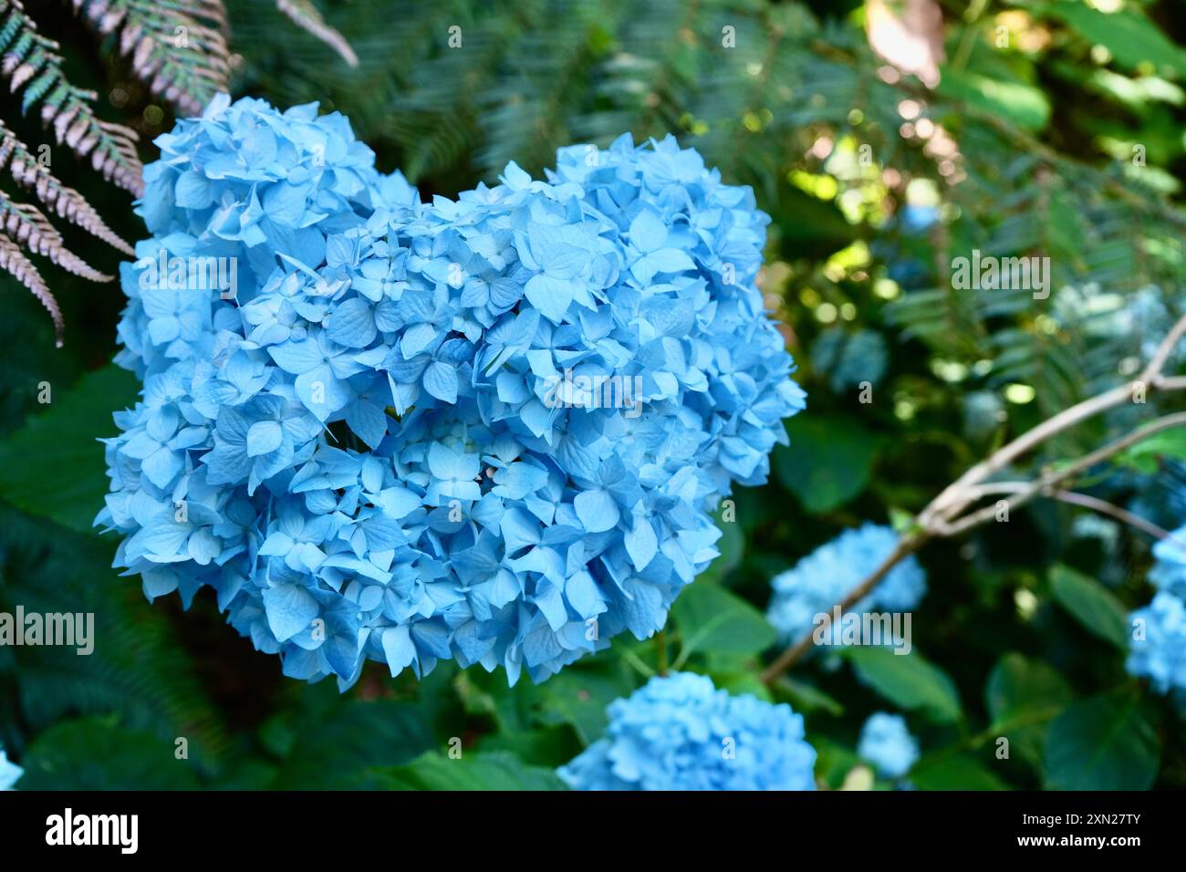 Beautiful blue hydrangea flower with greenery behind Stock Photo - Alamy