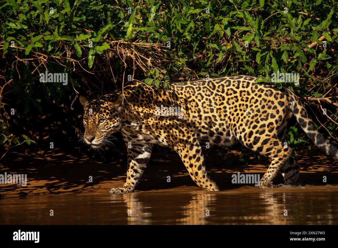 Jaguar, the biggest South American cat, Meeting of Waters Park the best ...