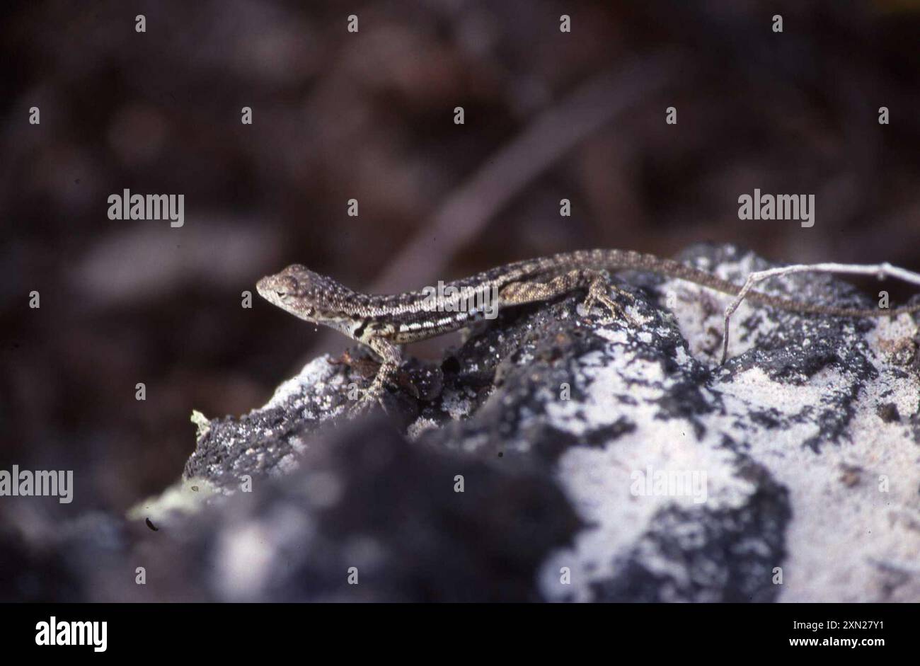 Floreana lava lizard hi-res stock photography and images - Alamy