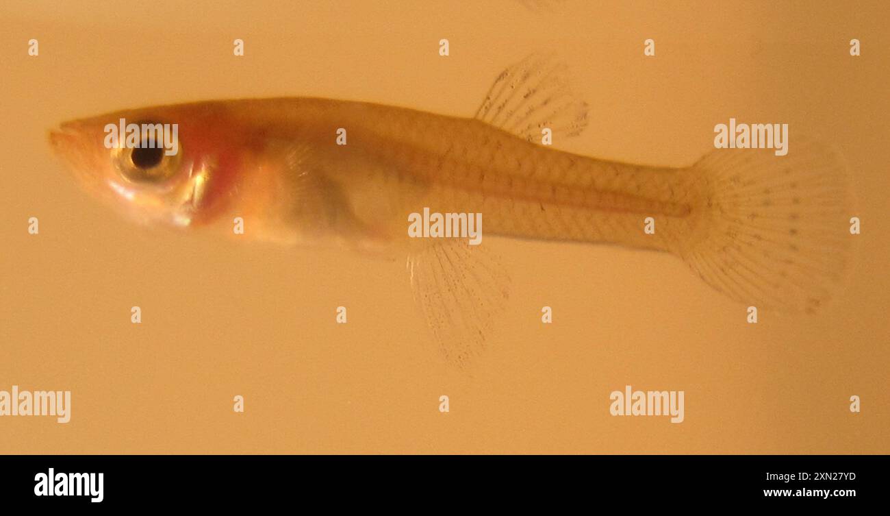 Eastern Mosquitofish (Gambusia holbrooki) Actinopterygii Stock Photo ...