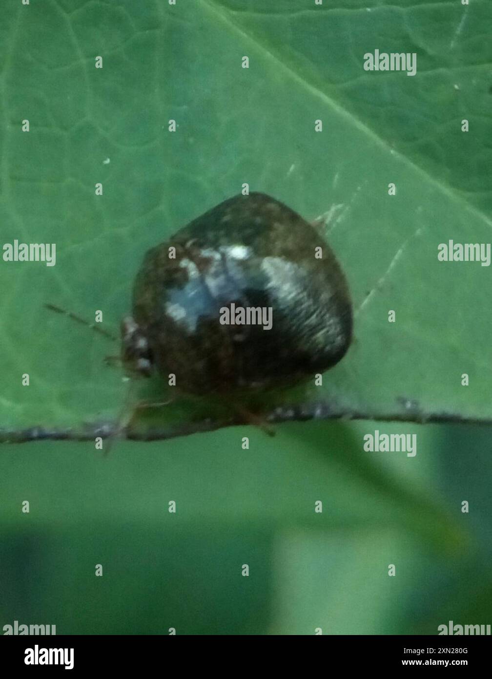 Kudzu Bug (Megacopta cribraria) Insecta Stock Photo - Alamy