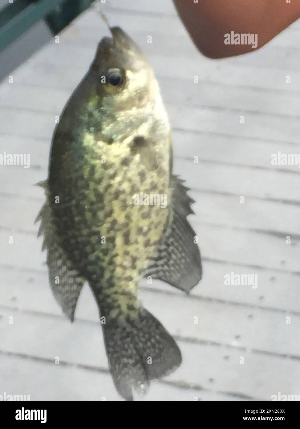 Black Crappie (Pomoxis nigromaculatus) Actinopterygii Stock Photo - Alamy
