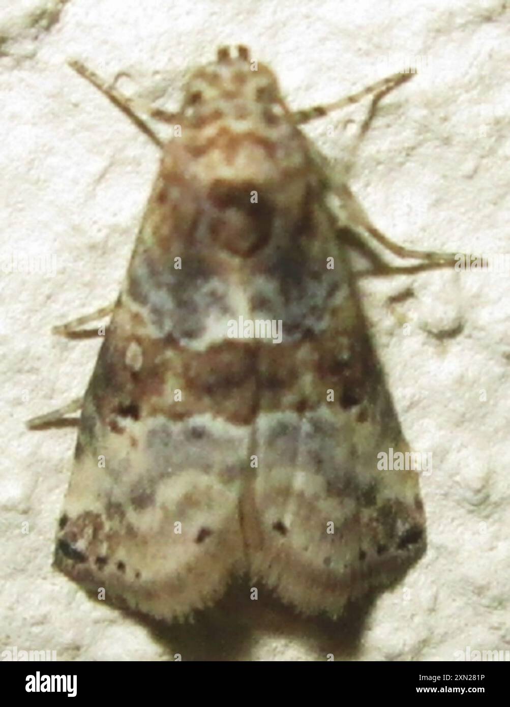 Owlet Moths and Allies (Noctuoidea) Insecta Stock Photo - Alamy