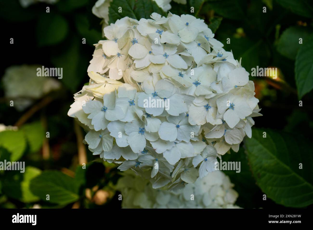 Pretty white and blue Hydrangea flower Stock Photo - Alamy