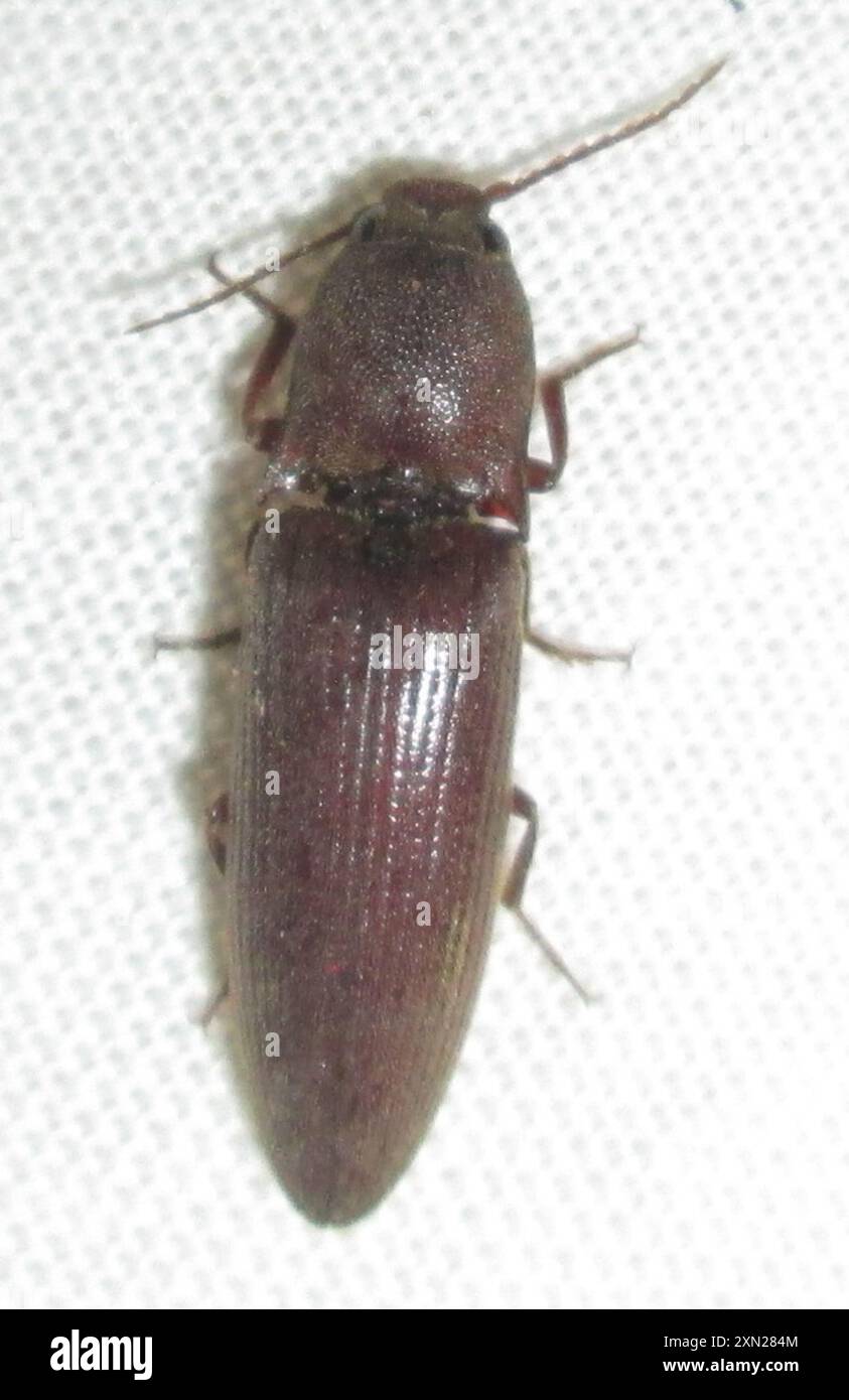 Click Beetles (Elateridae) Insecta Stock Photo - Alamy