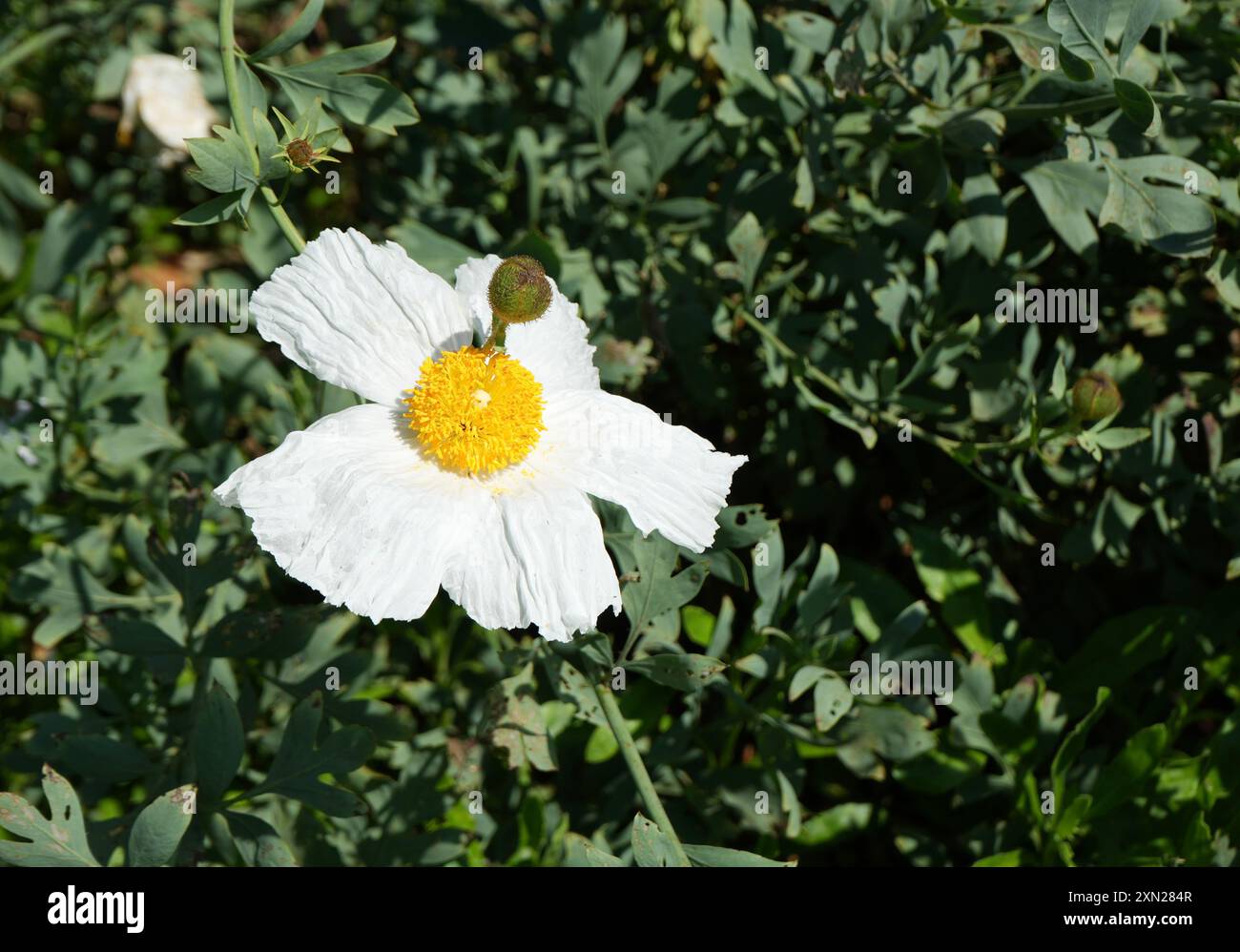 Lovely white Matilija Poppy from the Romneya family Stock Photo - Alamy