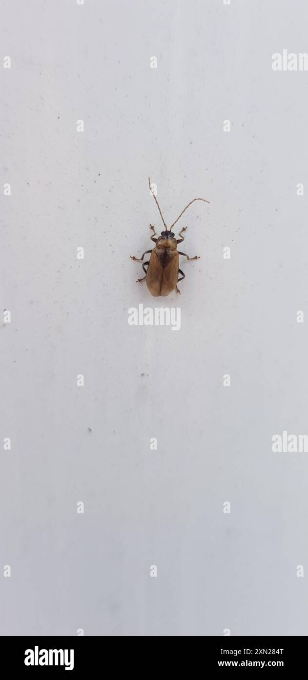 Heather Beetle (Lochmaea suturalis) Insecta Stock Photo - Alamy