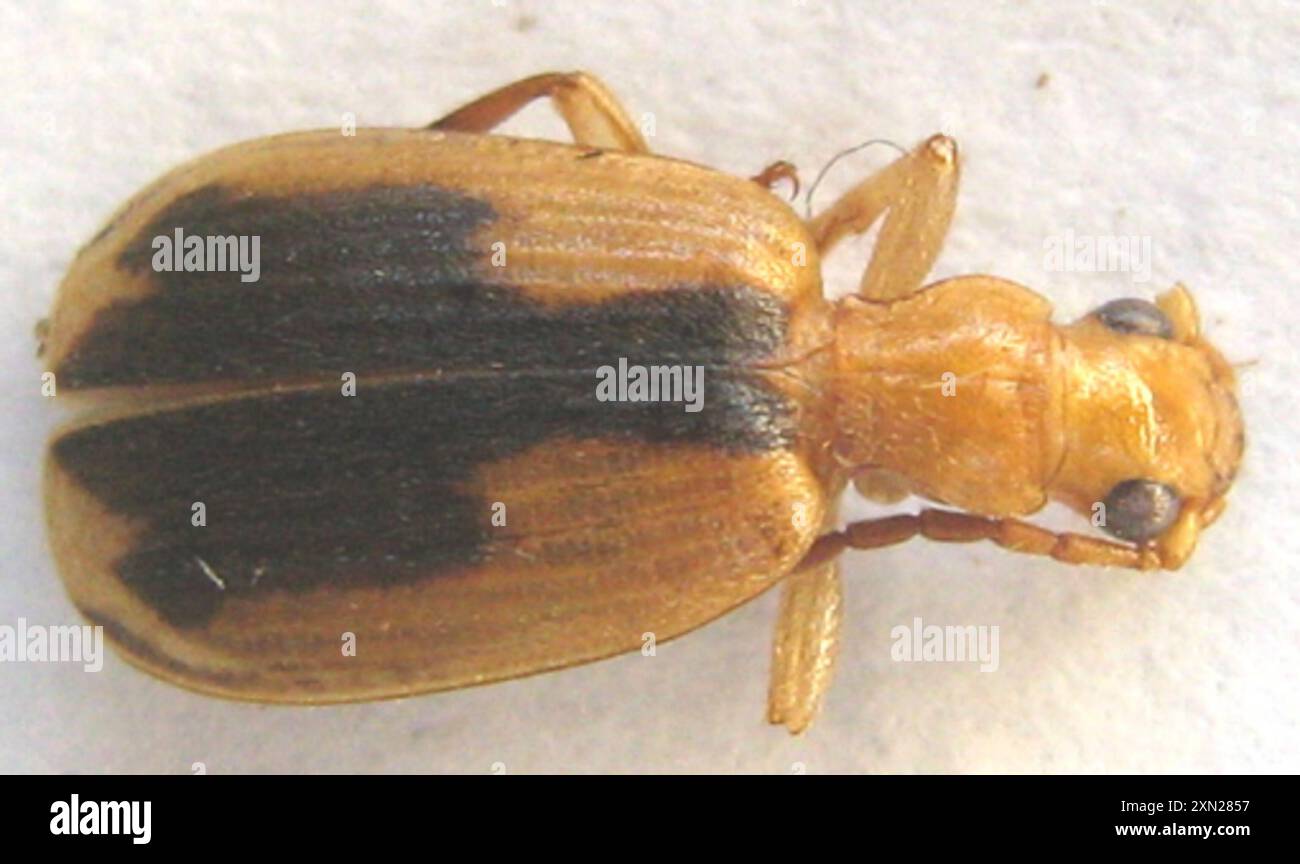 (Brachinus dorsalis) Insecta Stock Photo - Alamy