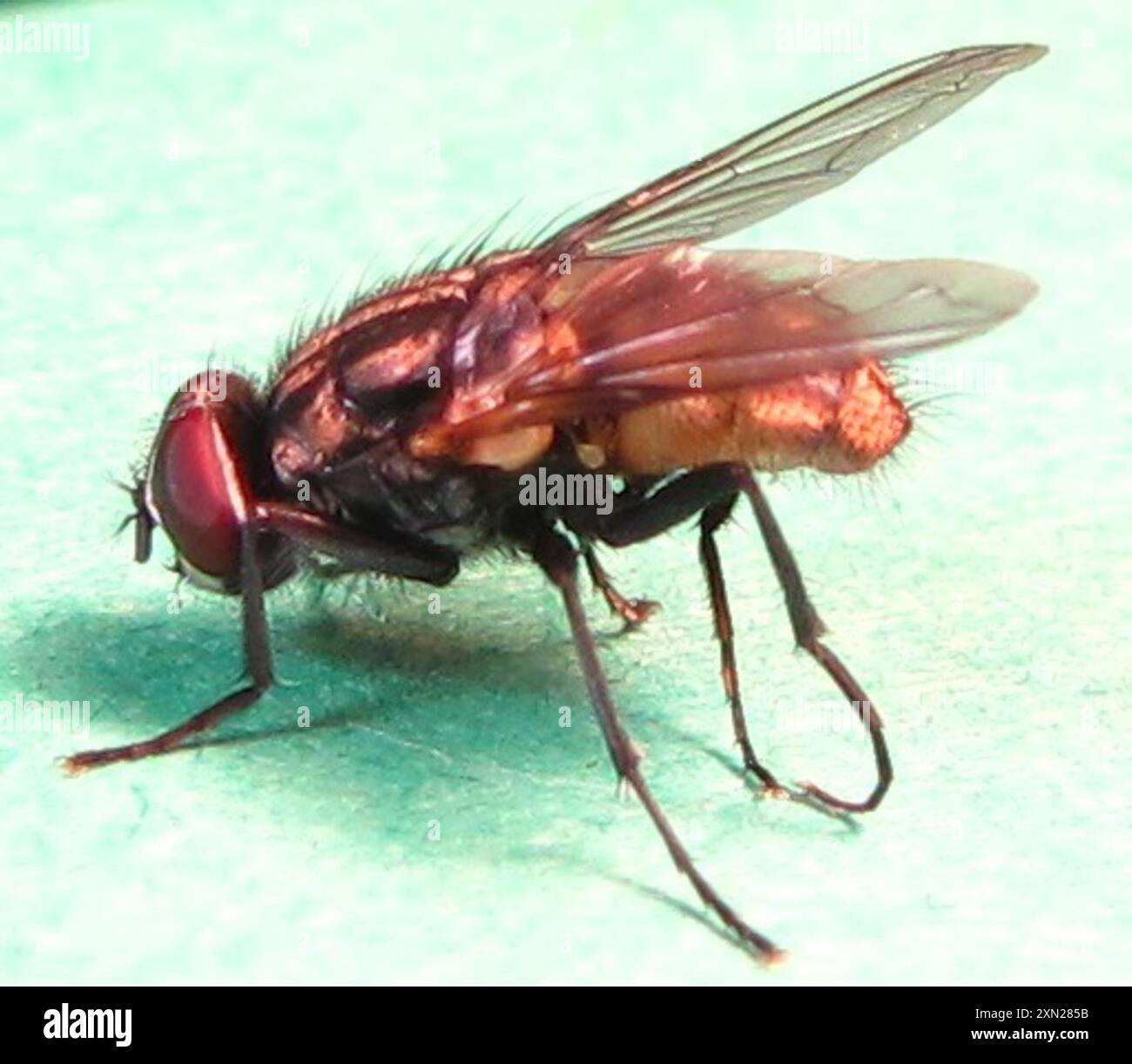 Common House Fly (Musca domestica) Insecta Stock Photo - Alamy