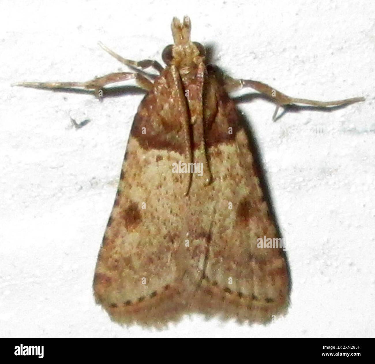 Basal Pyrale (Loryma basalis) Insecta Stock Photo - Alamy