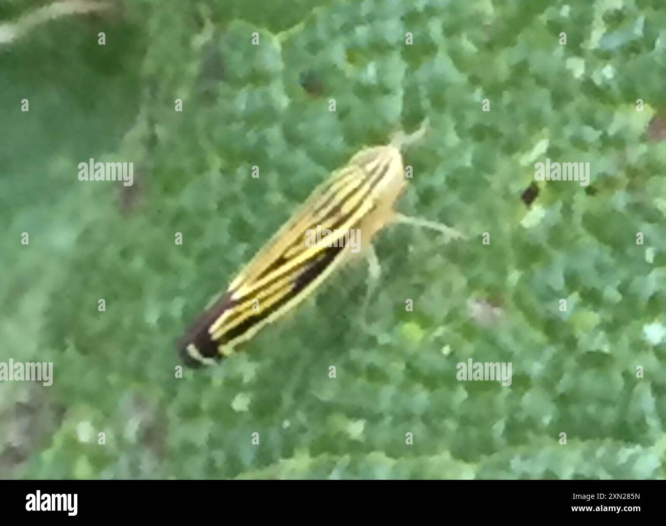 Yellow-striped Leafhopper (Sibovia occatoria) Insecta Stock Photo - Alamy