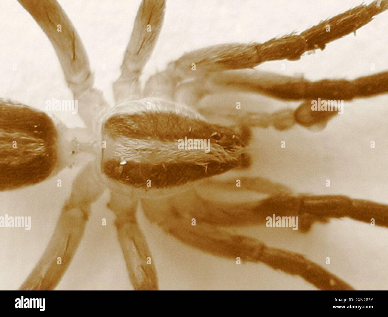 Spiders (Araneae) Arachnida Stock Photo - Alamy