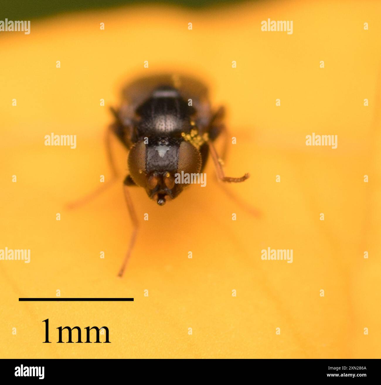 Freeloader Flies (Milichiidae) Insecta Stock Photo - Alamy