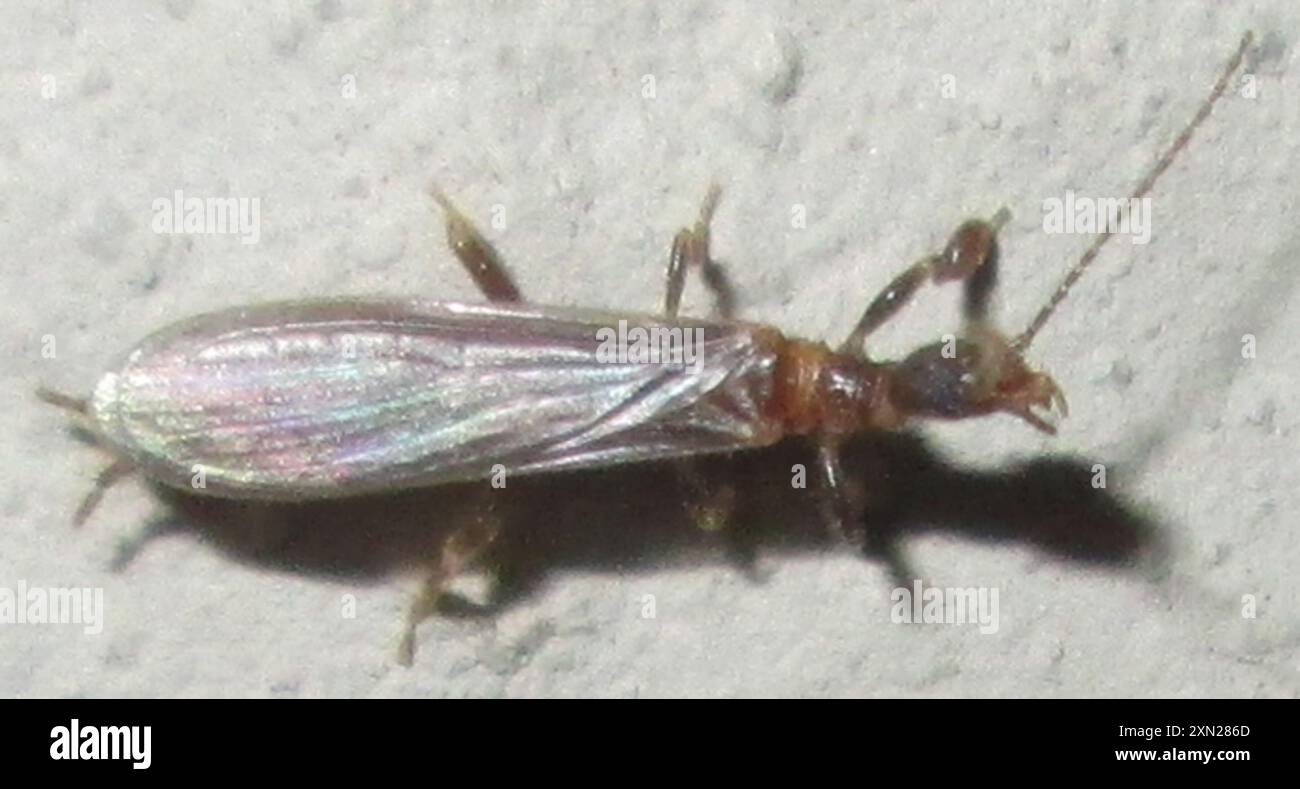 Webspinners (Embioptera) Insecta Stock Photo - Alamy