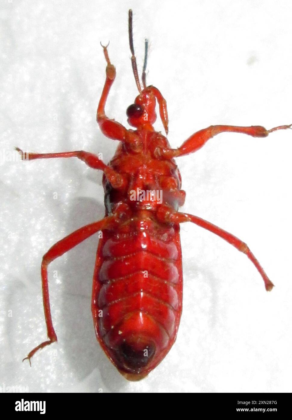 Millipede Assassin Bugs (Ectrichodiinae) Insecta Stock Photo - Alamy