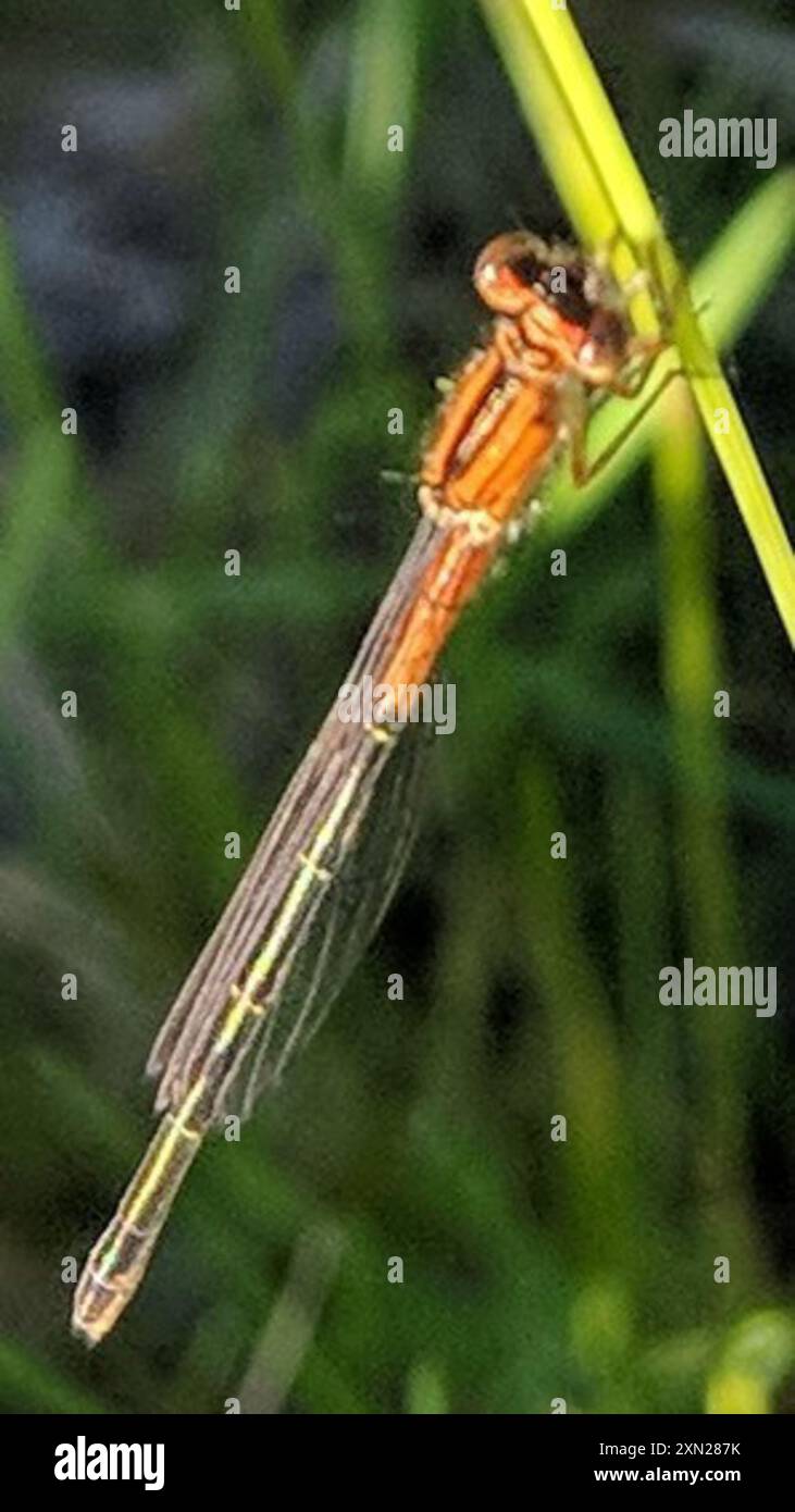 Eastern Forktail (Ischnura verticalis) Insecta Stock Photo - Alamy