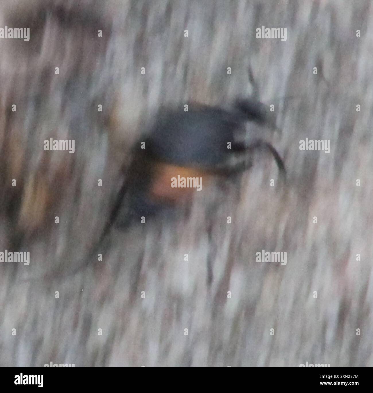 Burning Blister Beetles (Epicauta) Insecta Stock Photo - Alamy