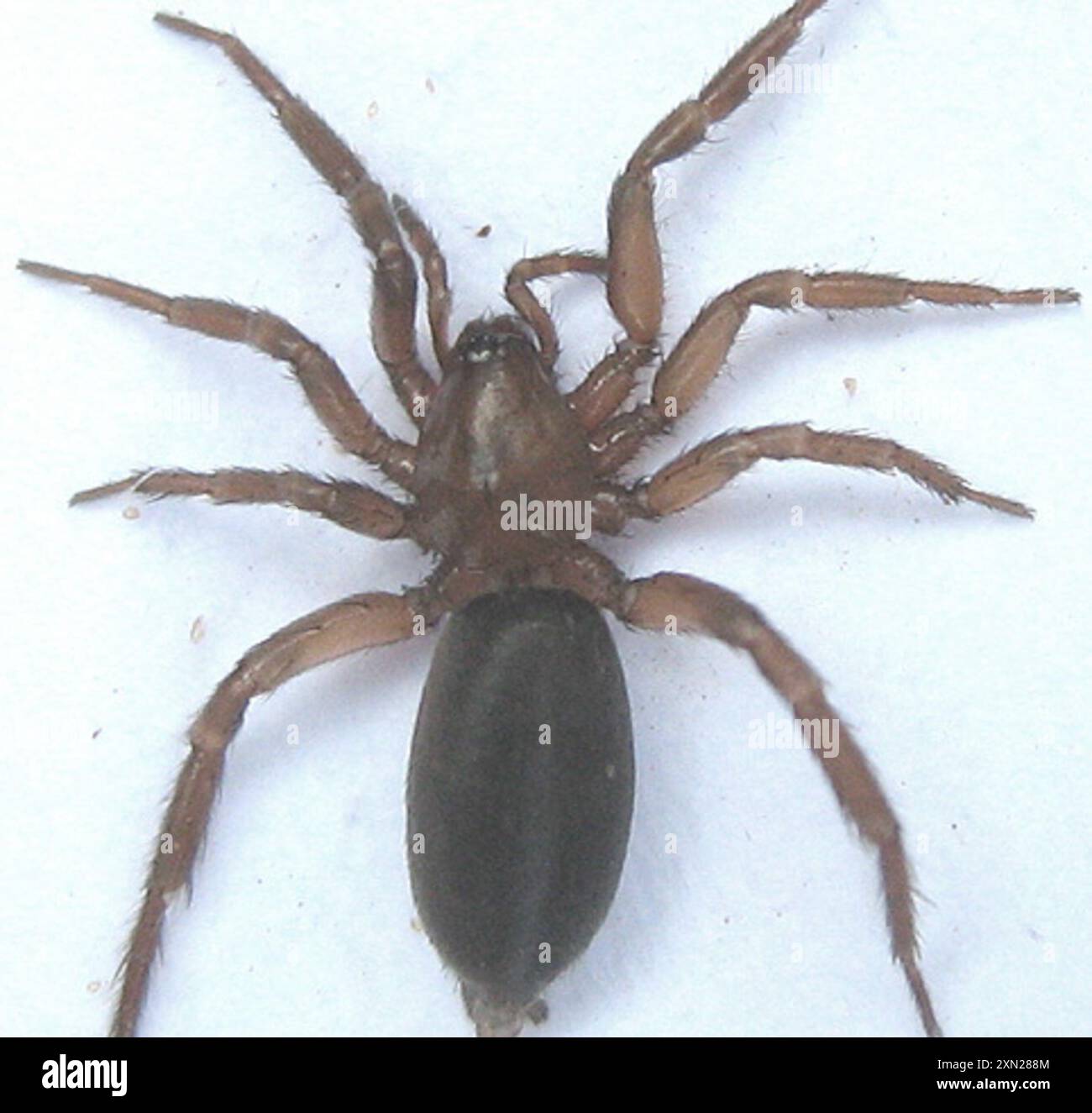 Spiders (Araneae) Arachnida Stock Photo - Alamy